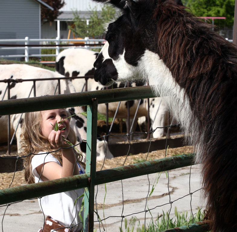 Llamas on the loose on Utah train tracks after escaping owner | News ...